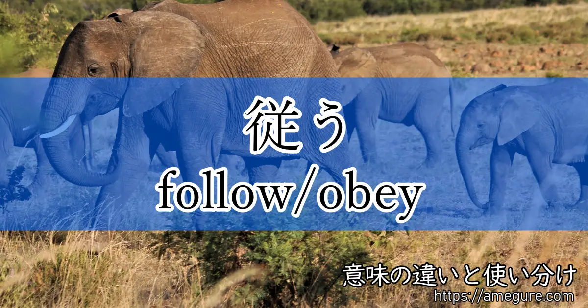 【英語】follow/obey(従う)の意味の違いと使い分け